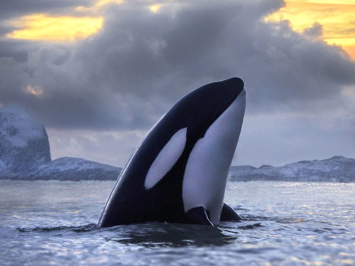 Film e documentari sulla natura e l'ambiente da vedere assolutamente