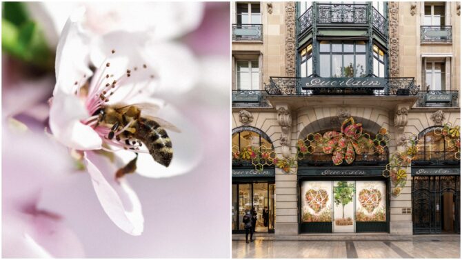 Guerlain World Bee Day 2021: la raccolta benefica a sostegno delle api ...