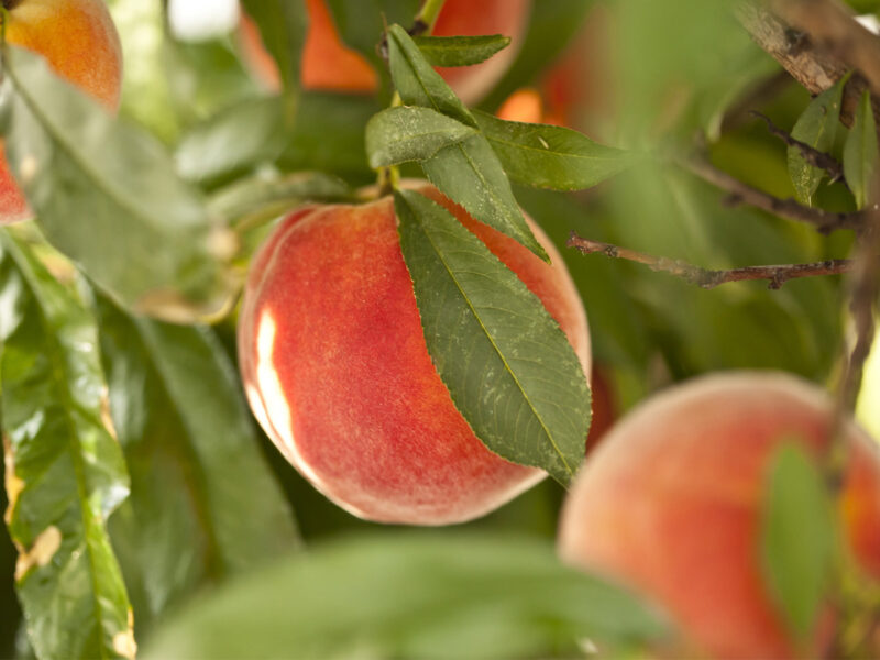 Migliori profumi fruttati: ciliegia, mango, pesca o cocco? Ecco i nuovi ...