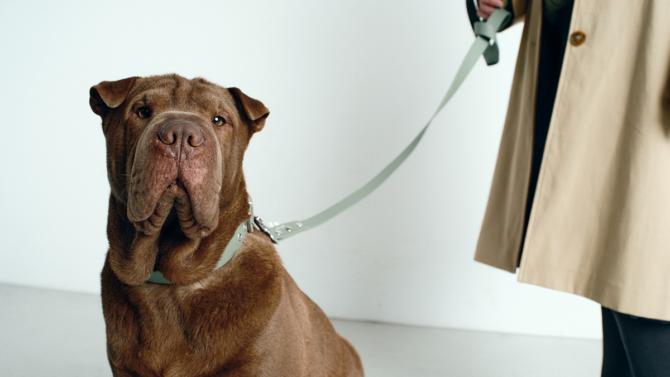 American Vintage: il pop up e la capsule collection per cani