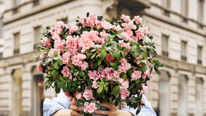 60 anni di impegno nella ricerca e nelle piazze sboccia ancora l’Azalea ...