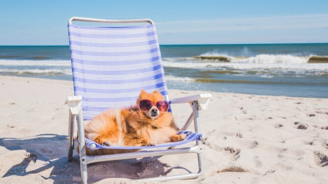 Cane in spiaggia: regole, consigli e cosa sapere prima di partire - Grazia