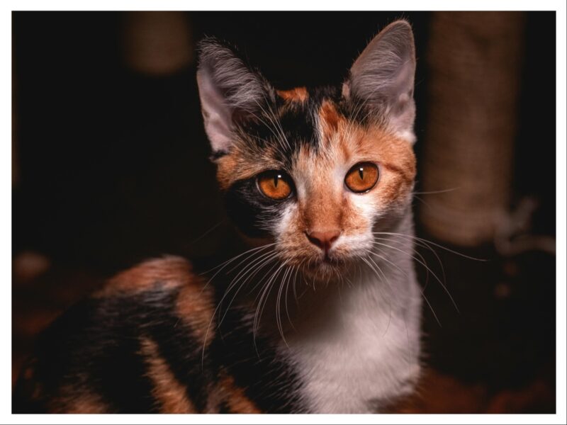 Calico hair, il colore di capelli ispirato ai gatti che è puuuurfect ...