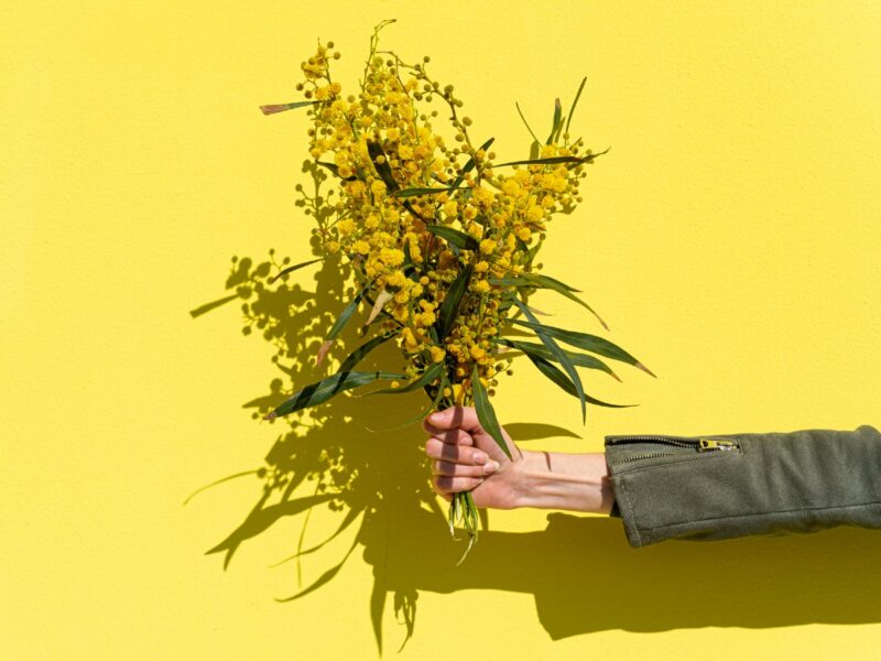 Ecco perché la mimosa è il simbolo della Festa della Donna - Grazia