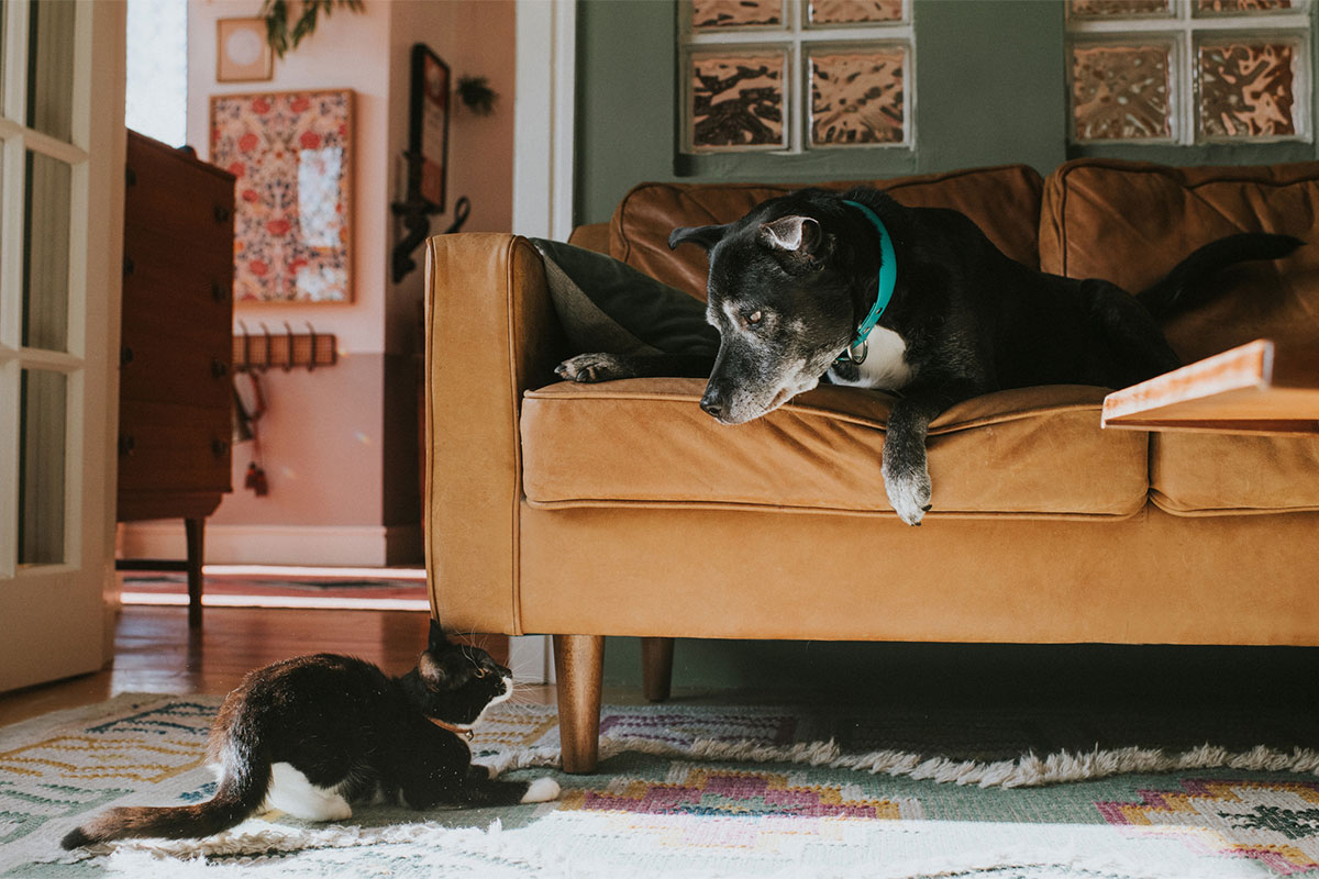 Cane e gatto: ecco come farli convivere felicemente