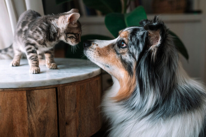Cane e gatto: ecco come farli convivere felicemente