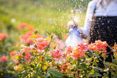 Buchi sulle foglie delle rose: cosa sono e i rimedi