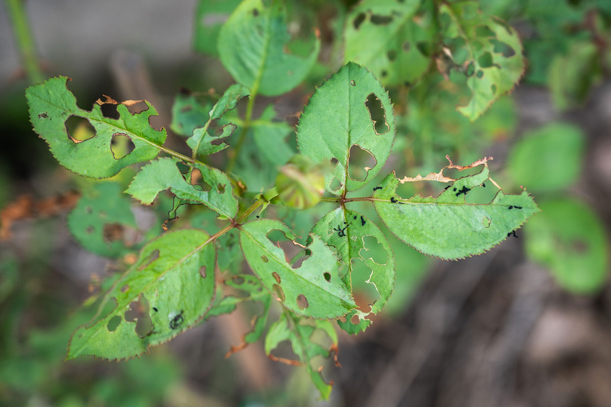 Buchi sulle foglie delle rose: cosa sono e i rimedi