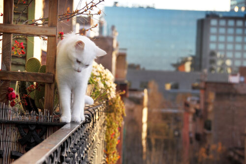 Balcone sicuro per il gatto: i consigli e cosa evitare